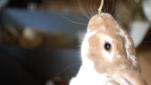 How Many Babies Can a Rabbit Have at One Time? - Here Bunny