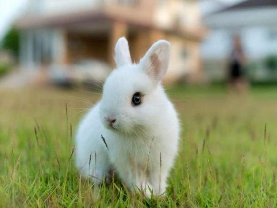List of 10 Smallest Rabbit Breeds - Here Bunny