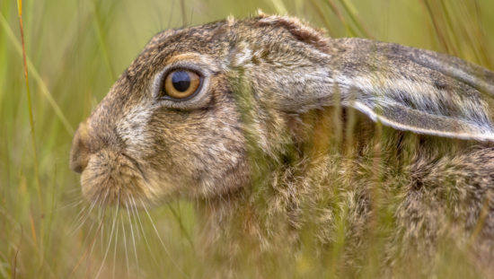 Top 10 Foods Wild Rabbits Eat | Here Bunny