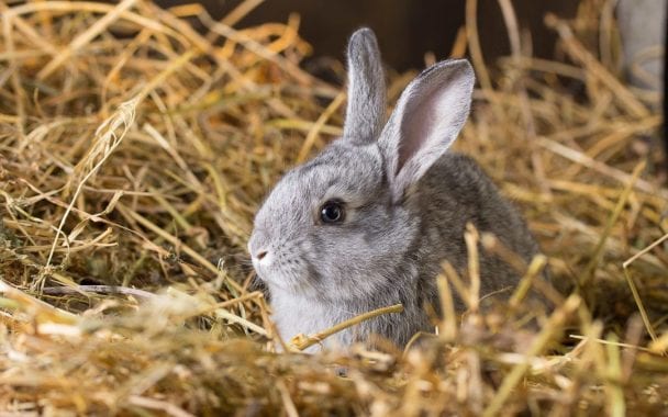 Top 8 Best Breeds of Rabbits for Pets - Here Bunny