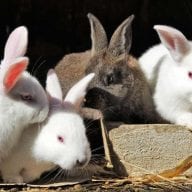 Rabbit Breeding: Can You Breed Rabbit Siblings? | Here Bunny