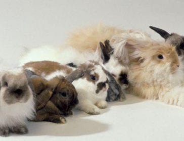 What Are the Different Types of Rabbits? - Here Bunny