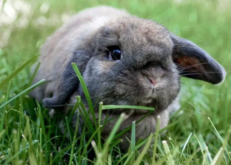 Top 10 Largest Rabbit Breeds | Here Bunny