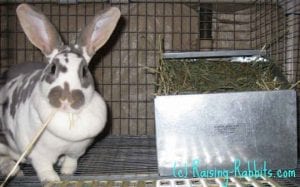 Understanding Female Rabbit Gestation 101 - Here Bunny