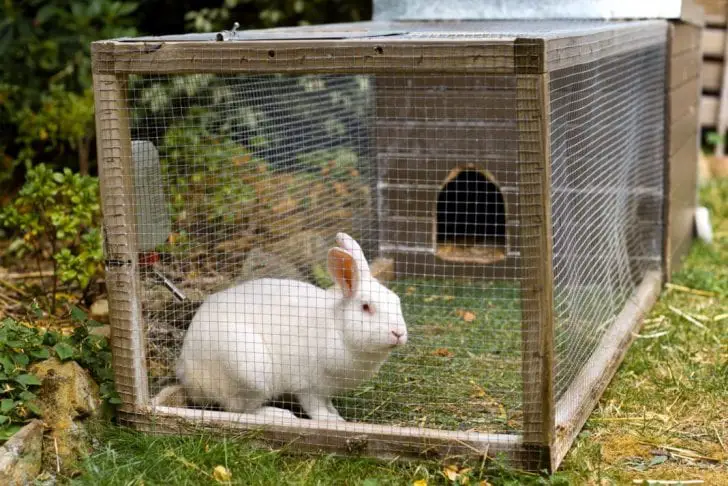 What Does It Take to Become a Rabbit Breeder? - Here Bunny