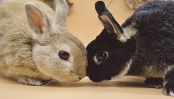 Expert Tips on How to Sex a Rabbit - Here Bunny