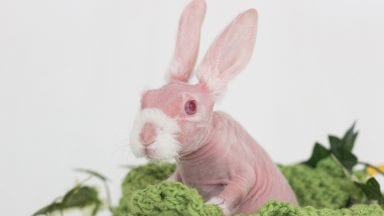 Group of Rabbits: Understanding Hierarchy, Terminologies & Care - Here ...