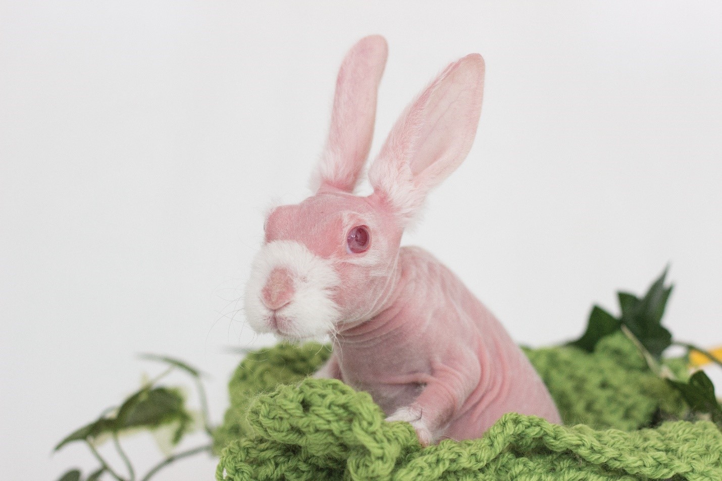 Hairless Rabbits: Everything You Need To Know | Here Bunny