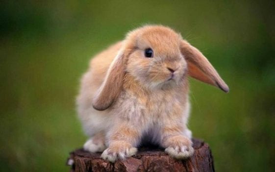 Fun Facts About Lop-Eared Bunnies - Here Bunny