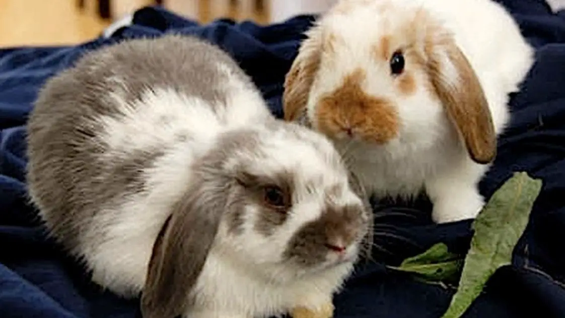 Holland Lop Rabbit Care Sheet | Here Bunny