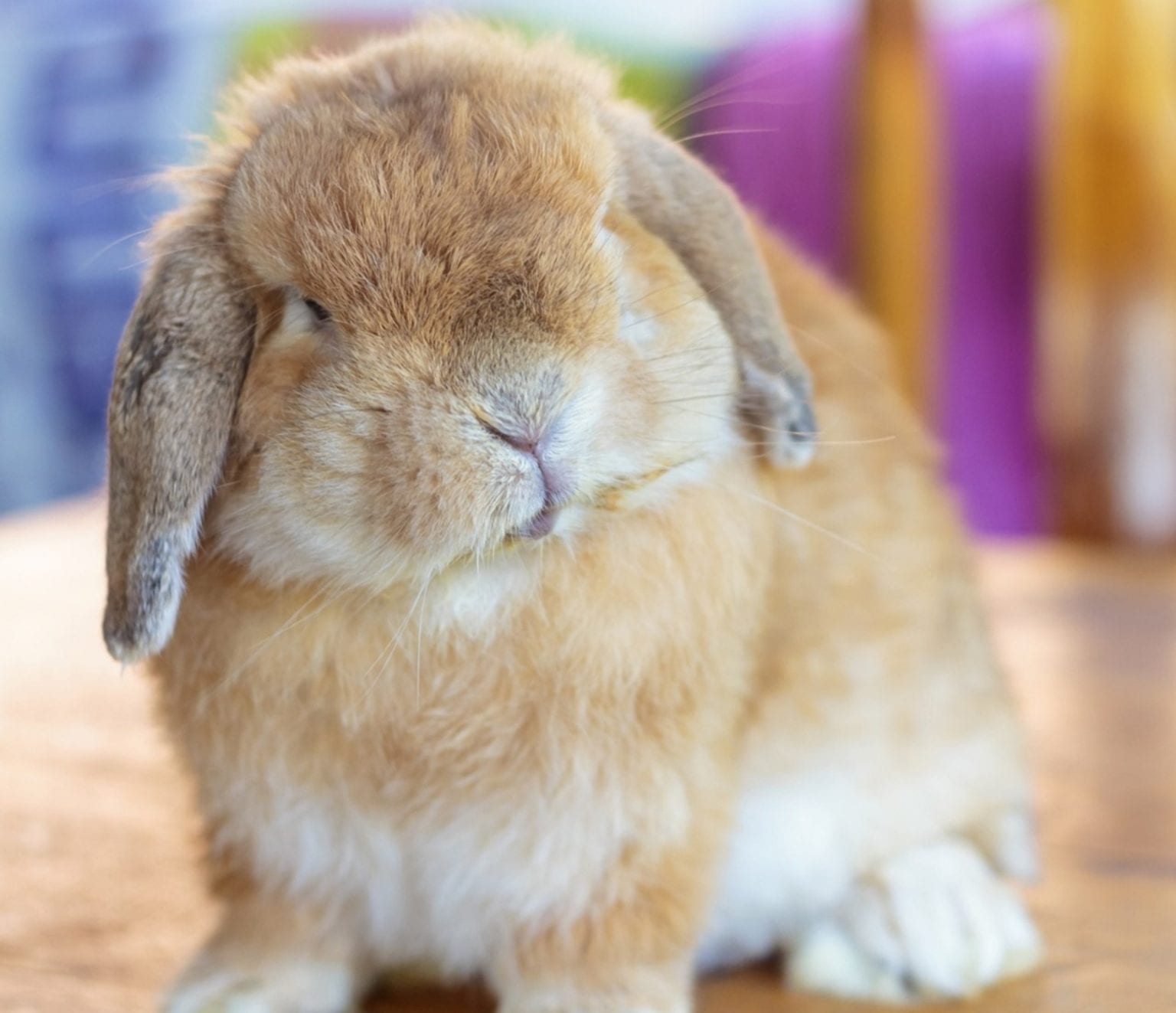 Fun Facts About Lop-Eared Bunnies - Here Bunny