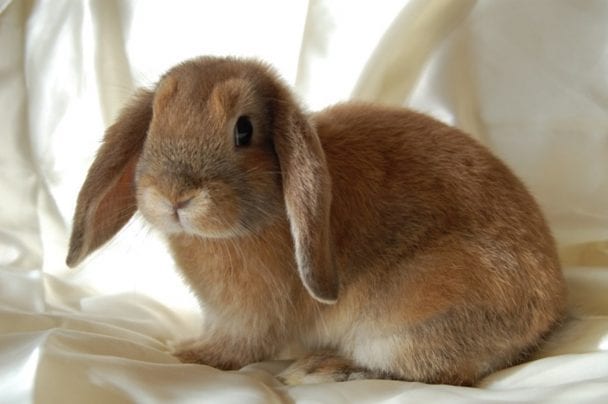 Mini Lop Bunny: Facts and Caring Tips - Here Bunny