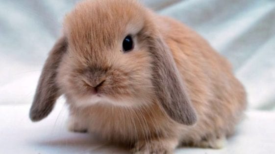 Mini Lop Bunny: Facts and Caring Tips - Here Bunny
