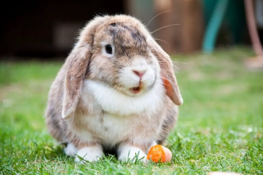 Mini Lop Bunny: Facts and Caring Tips - Here Bunny