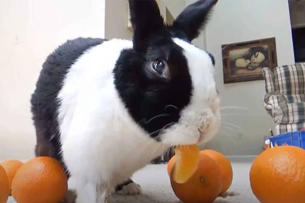 Oranges For Rabbits: Feeding Guide, Nutrition & Facts - Here Bunny