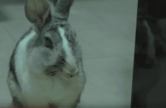 What The Lump Under Your Rabbit's Skin Indicate? | Here Bunny