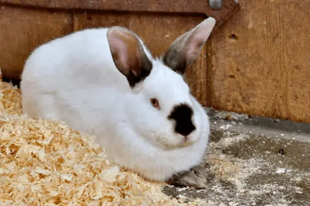 What You Need to Do When Your Rabbit Is On Its Gestation Period? | Here ...