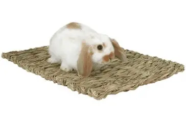 Whys and Hows of Rabbit Burrows - Here Bunny