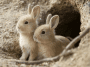 Whys and Hows of Rabbit Burrows | Here Bunny