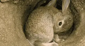 Whys and Hows of Rabbit Burrows | Here Bunny