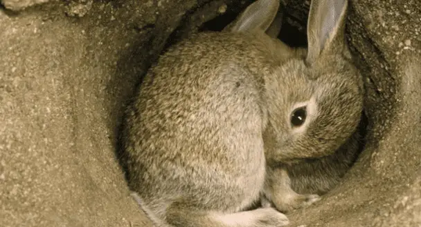 Whys and Hows of Rabbit Burrows - Here Bunny