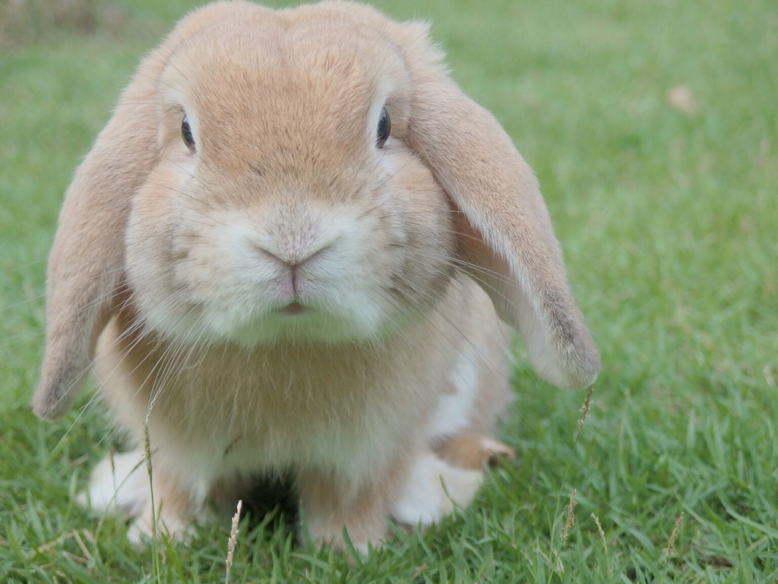 Amoxicillin (Antibiotics) For Rabbits: Risks, Problems & Best Practices ...