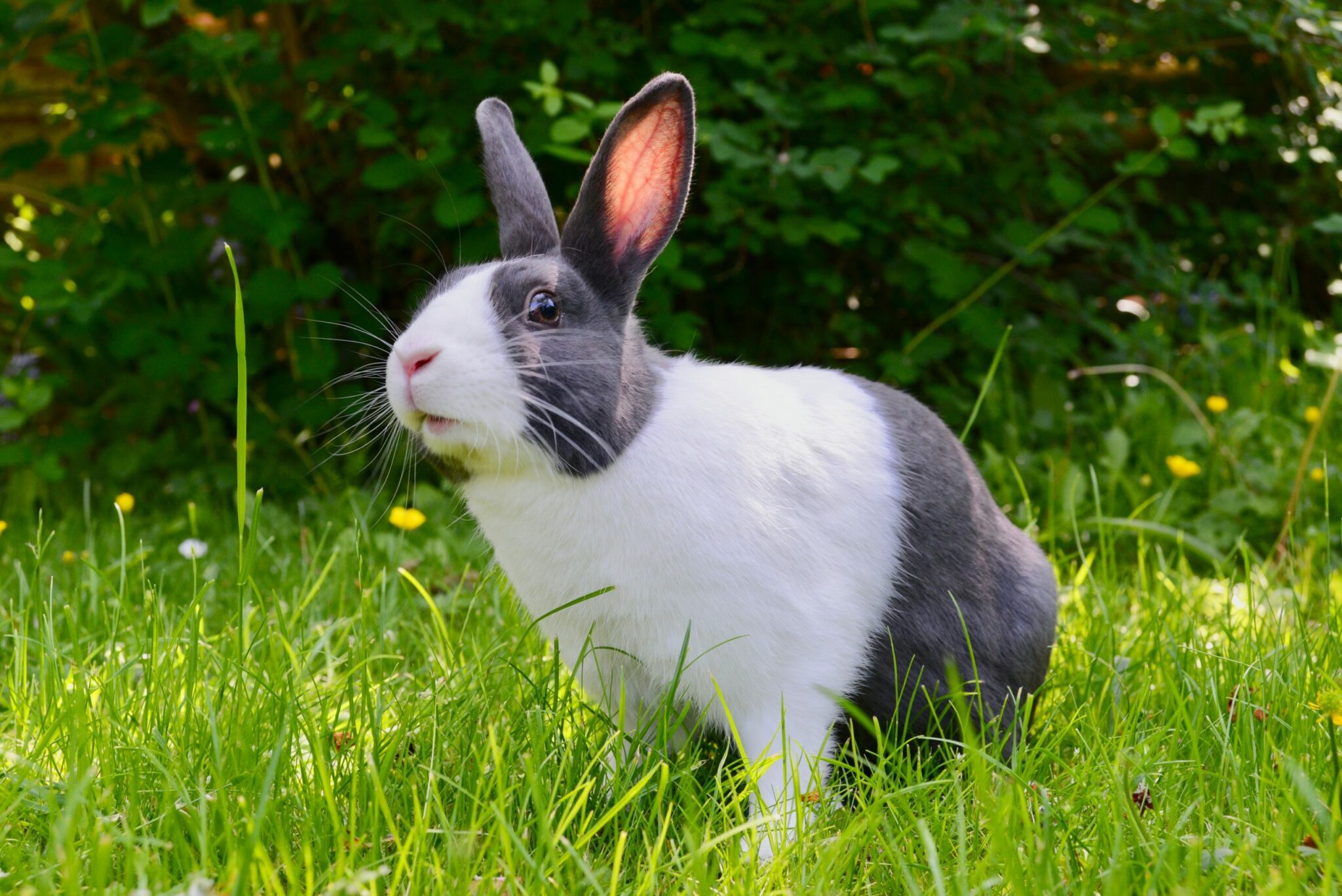 Rabbit Snuffles: Diagnosing, Causes, Treatment & Prevention - Here Bunny