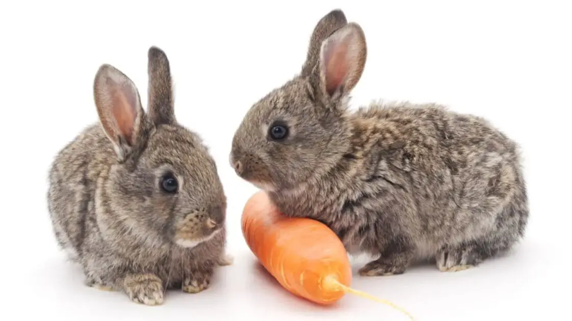 Carrots For Rabbits: Feeding Guide, Nutrition & Facts - Here Bunny