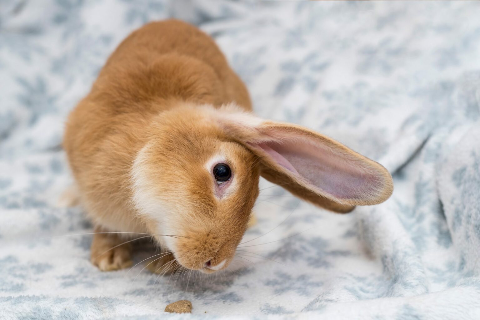 Rabbit Head Tilt: Diagnosing, Causes, Treatment & Prevention - Here Bunny