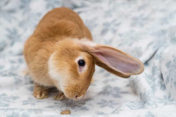 Rabbit Head Tilt: Diagnosing, Causes, Treatment & Prevention - Here Bunny