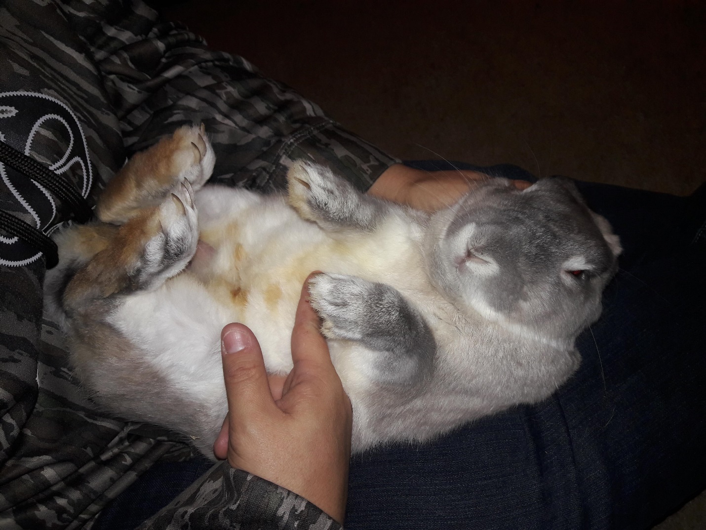 Do Bunnies Love Belly Rubs? | Here Bunny