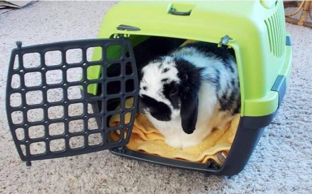 8 Best Rabbit Carriers In The Market - Here Bunny