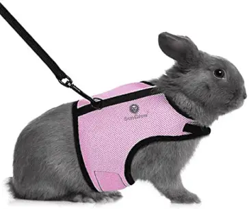 7 Comfortable Leashes For Your Rabbits - Here Bunny