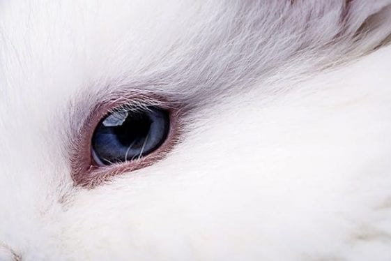 Getting To Know Your Rabbit's Eyes: What Are Their Common Infections ...