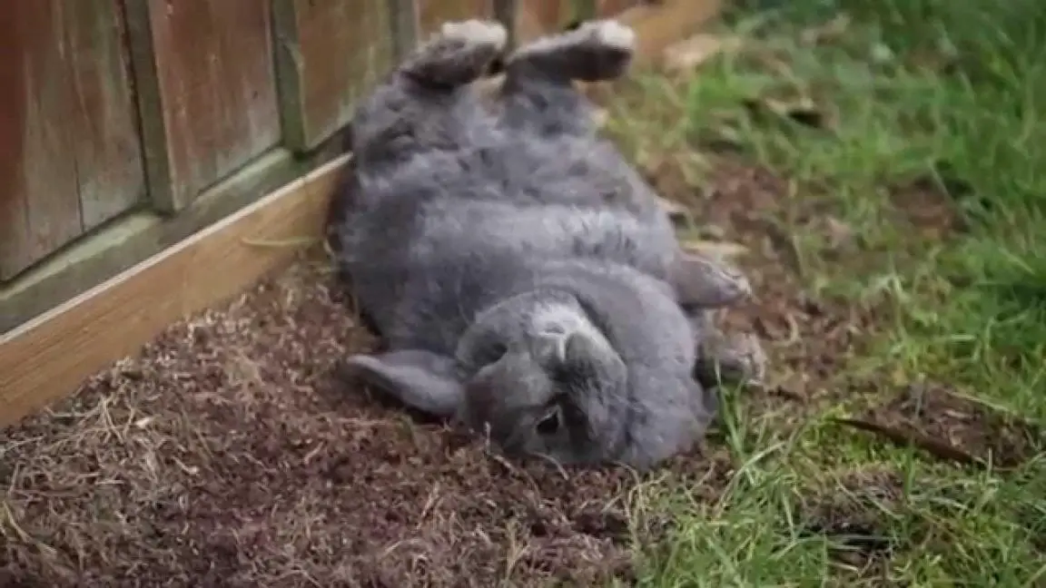 Are There Crazy Bunnies? - Here Bunny