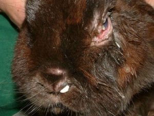 Getting To Know Your Rabbit's Eyes: What Are Their Common Infections ...