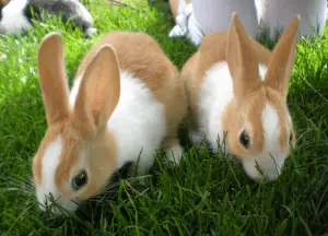 9 Food That Can Poison Rabbits? - Here Bunny