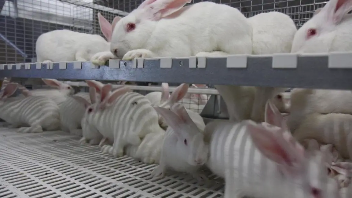 10 Bunny Memes that Will Make you Love Them | Here Bunny