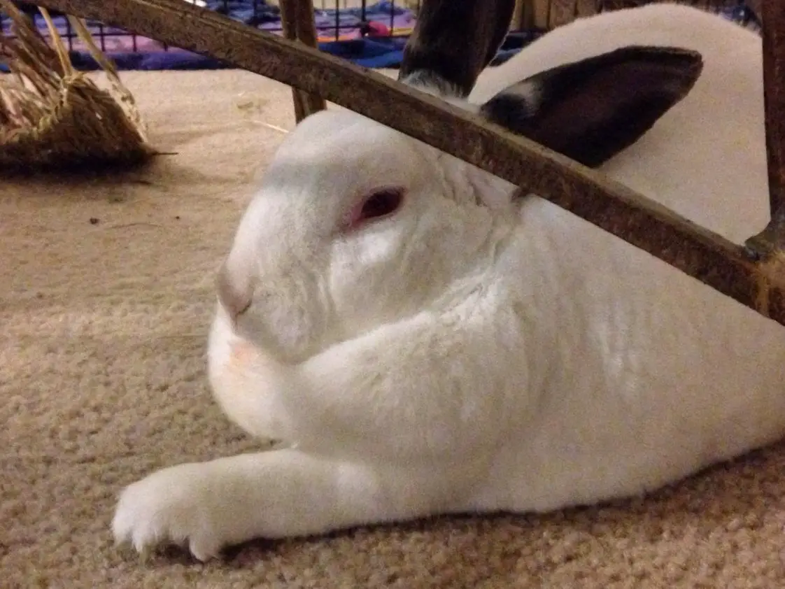 Appearance of Rabbit Dewlap Meaning - Here Bunny