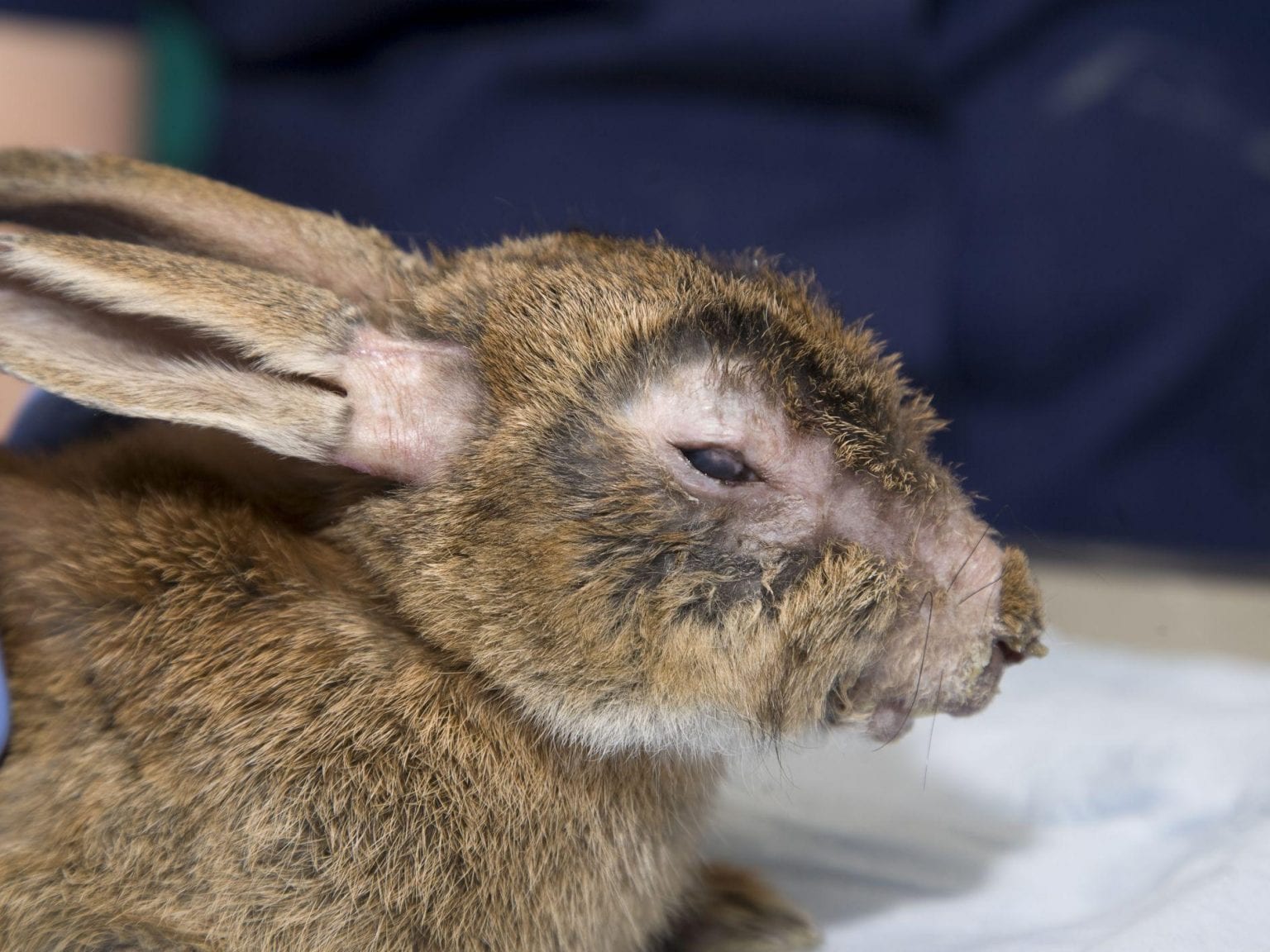 Getting To Know Your Rabbit's Eyes: What Are Their Common Infections ...