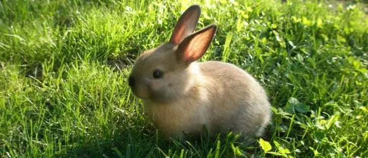 What Are the Different Types of Rabbits? | Here Bunny