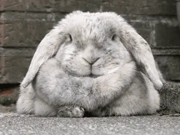 Appearance of Rabbit Dewlap Meaning - Here Bunny