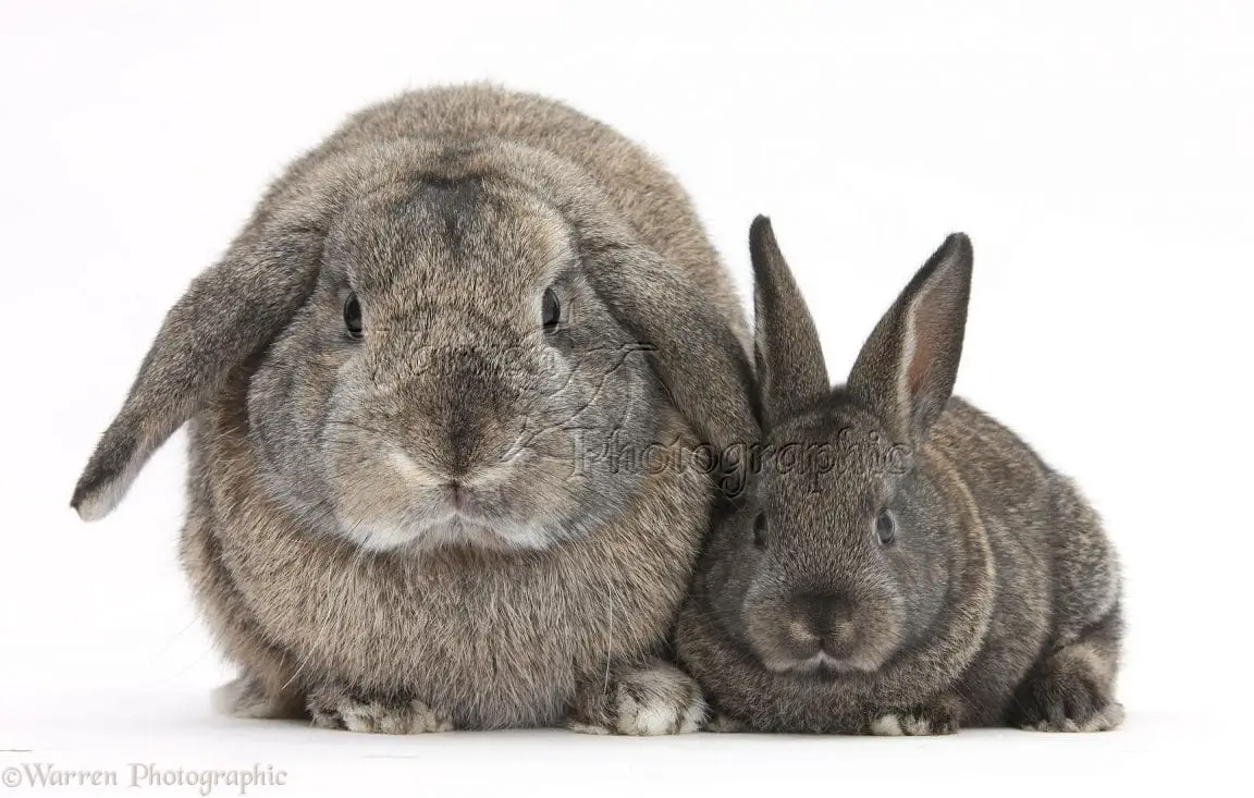Getting To Know Agouti Rabbits and The Nature of Their Color | Here Bunny