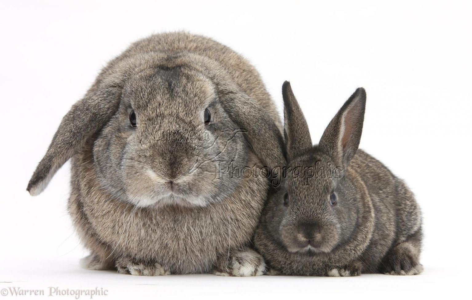 Getting To Know Agouti Rabbits and The Nature of Their Color | Here Bunny