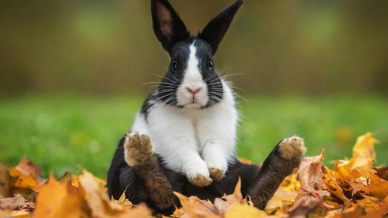 Tapeti Rabbit Care Sheet | Here Bunny