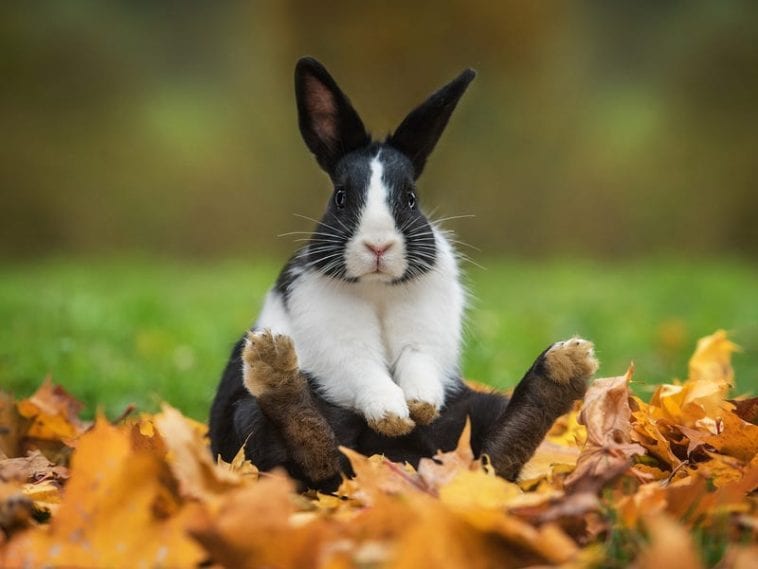 What To Do When Your Rabbit Is Screaming? | Here Bunny