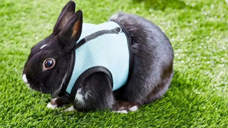 7 Comfortable Leashes For Your Rabbits - Here Bunny
