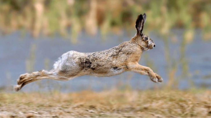 Deilenaar Rabbit Care Sheet | Here Bunny