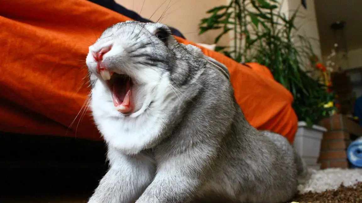 Holland Lop Rabbit Care Sheet | Here Bunny