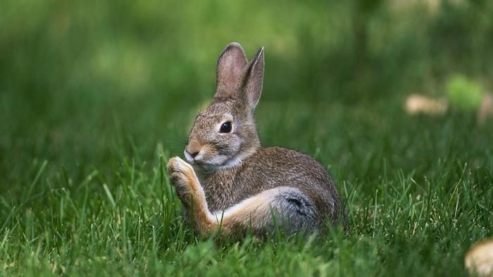Holland Lop Rabbit Care Sheet | Here Bunny